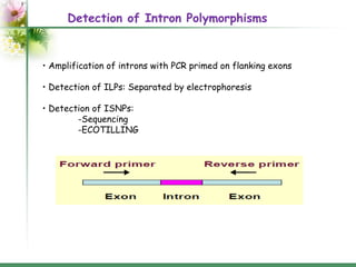 Introns: structure and functions | PPT