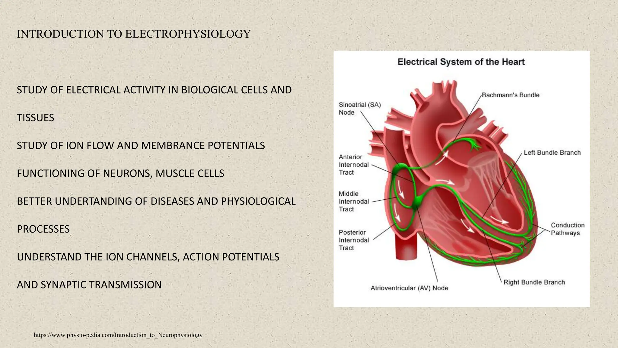 BASIC INTRO FOR ELECTROPHYSIOLOGY STUDY.pptx