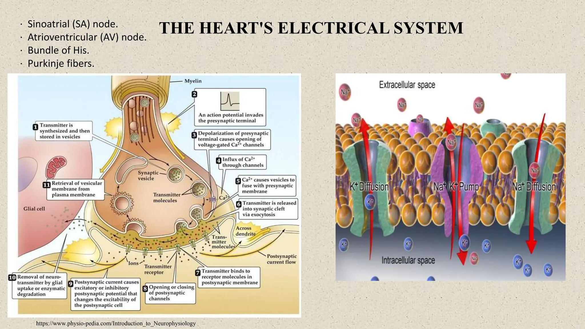BASIC INTRO FOR ELECTROPHYSIOLOGY STUDY.pptx