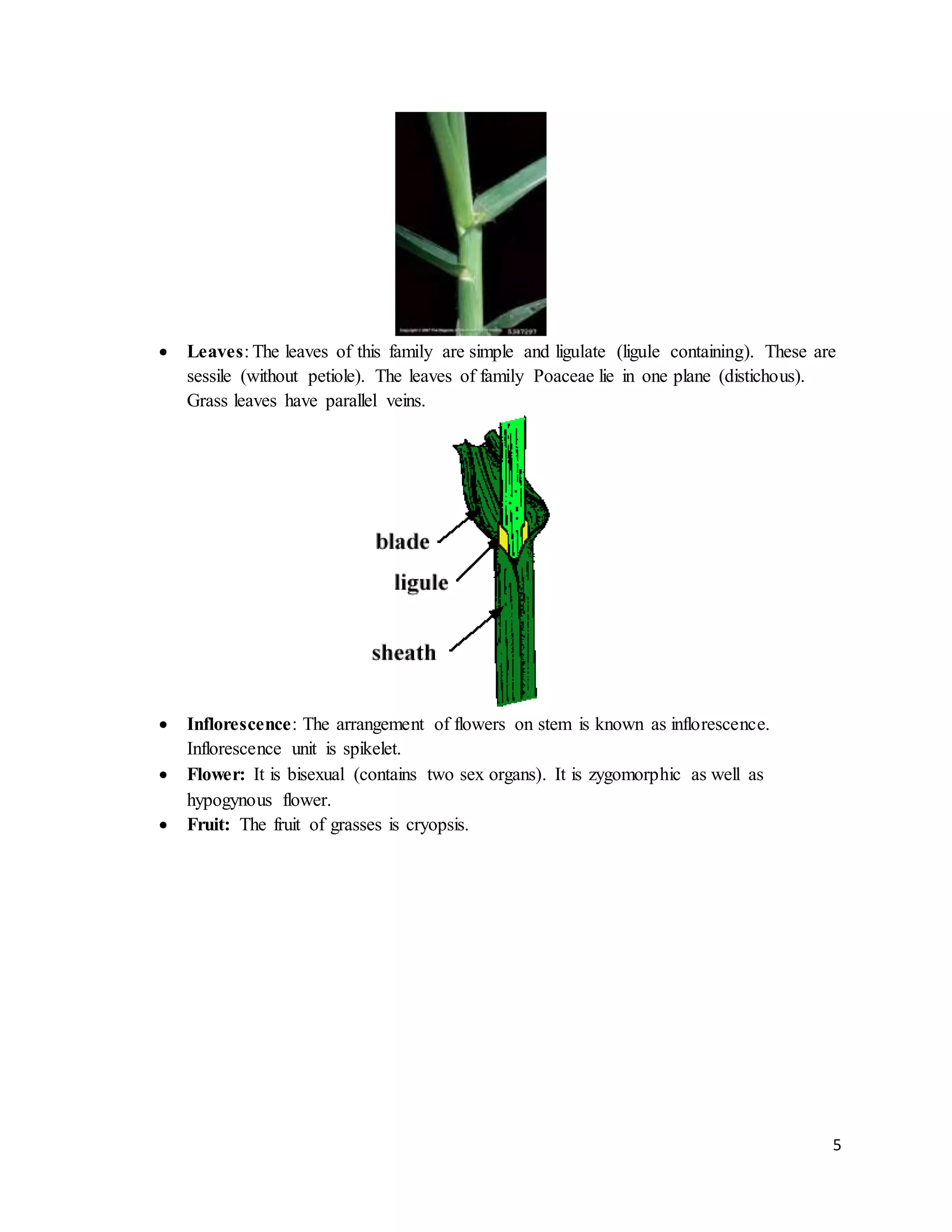 Intro of family poaceae by faiza | DOCX