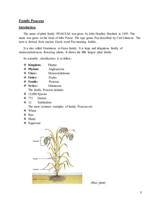 Intro of family poaceae by faiza | DOCX