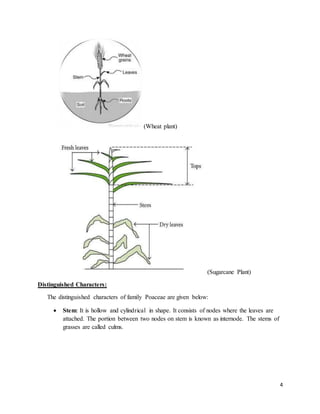 Intro of family poaceae by faiza | DOCX