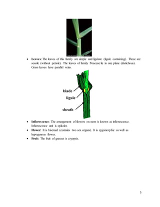 Intro of family poaceae by faiza | DOCX