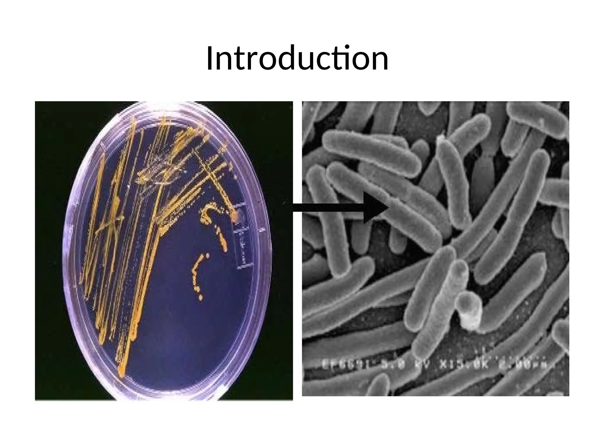 Intro of Microbiology - General Microbiology | PPT