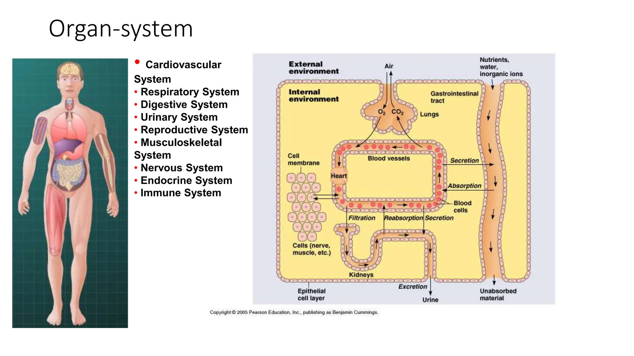 INTRO Physiology and history of physiology | PPTX