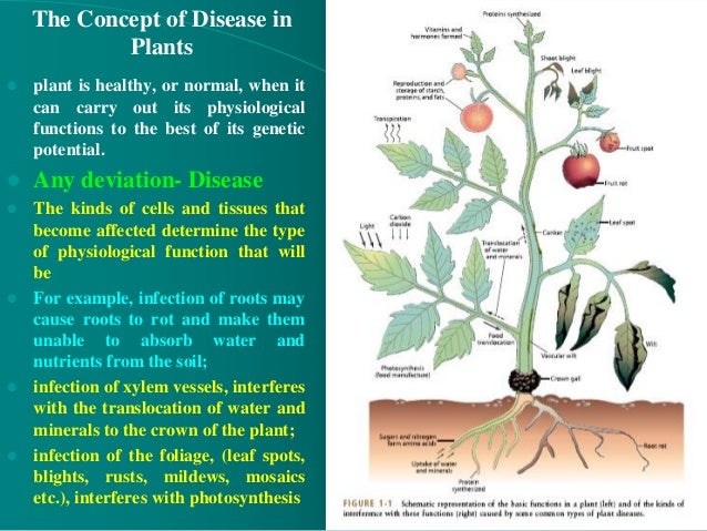 Introduction to plant pathology