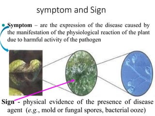 intro plantpathology-.pptx