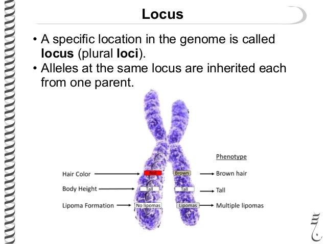 Intro popgen spring 2015