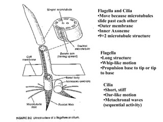 Introprotozoa | PPT