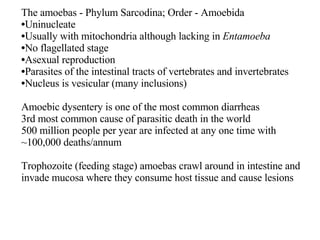 Introprotozoa | PPT