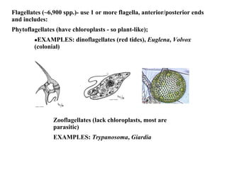 Zooflagellates Microscope