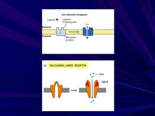 Intro receptores | PPT