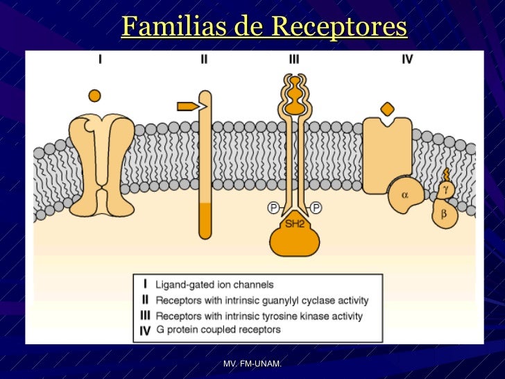 Intro receptores