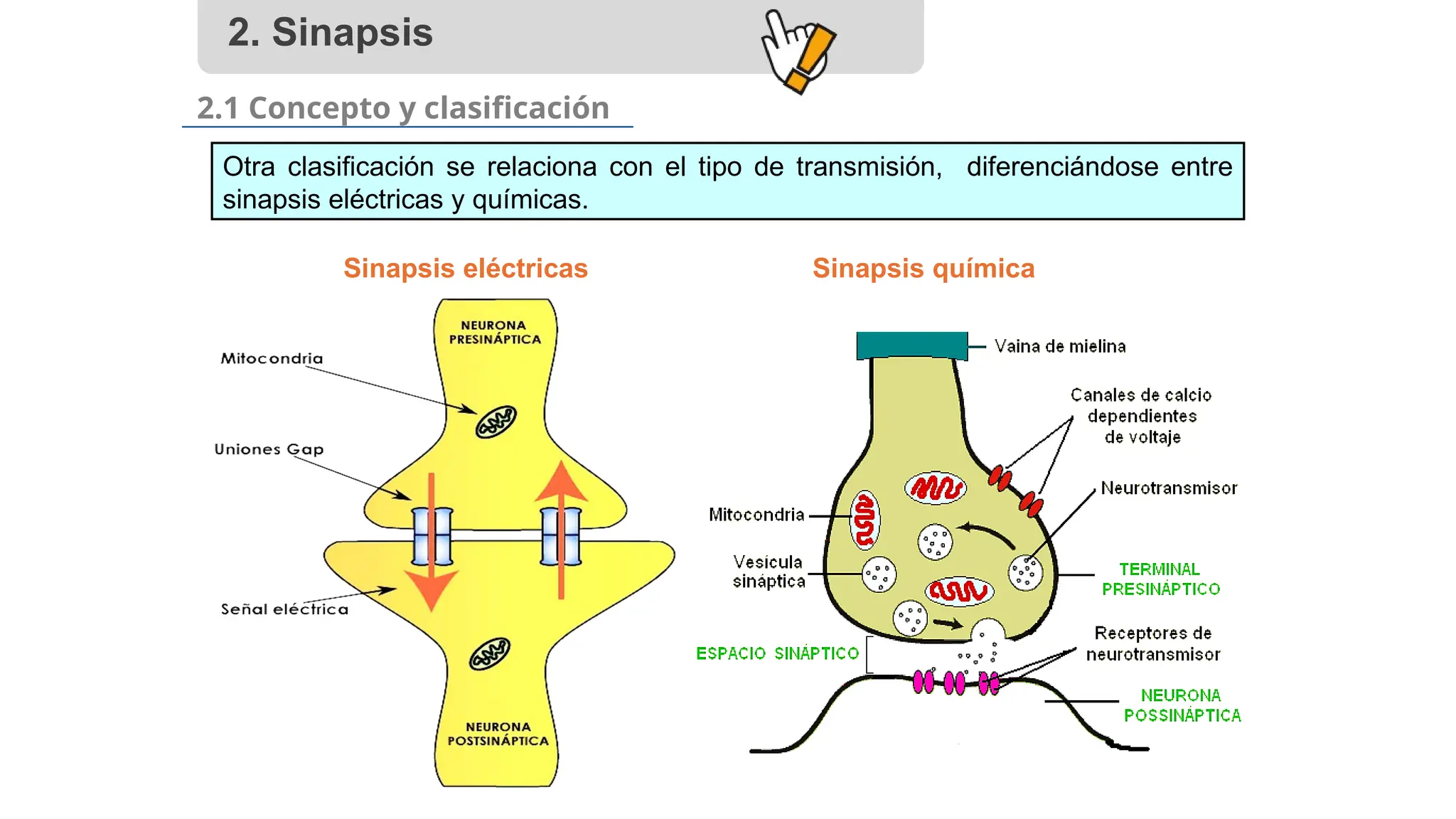 INTRODUCCION AL PROCESO DE SINAPSIS.pptx