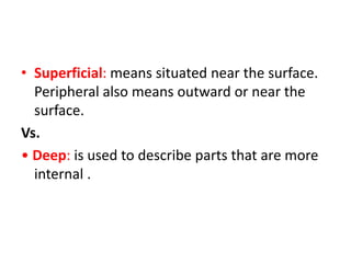 intro to anatomy.pdf