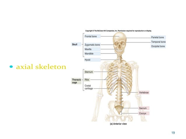 intro to anatomy.pdf