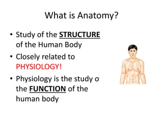 intro to anatomy.pdf