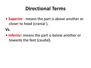 intro to anatomy.pdf