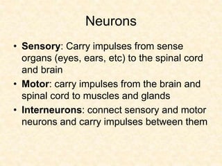 Intro to anatomy.pptx