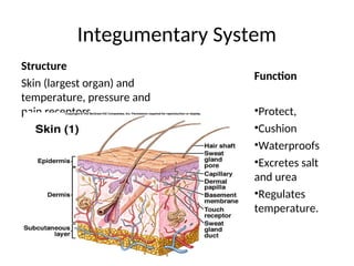 intro to anatomy POWERPOINT PRESENTATION | PPT