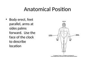 intro to anatomy POWERPOINT PRESENTATION | PPT