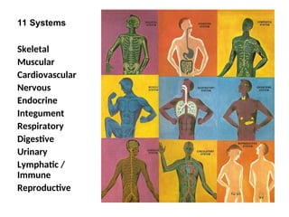 intro to anatomy POWERPOINT PRESENTATION | PPT