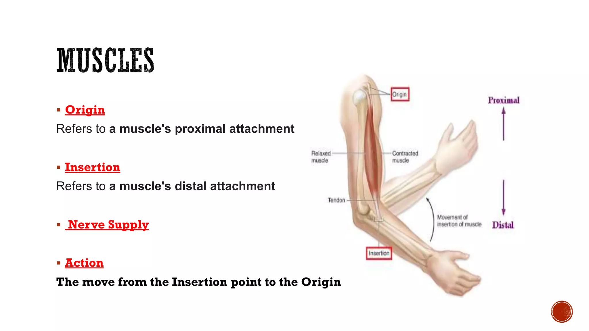 Intro to anatomy (1).pdf