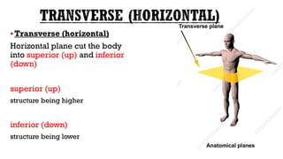Intro to anatomy (1).pdf