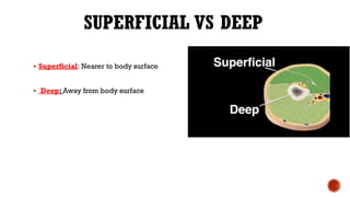 Intro to anatomy (1).pdf