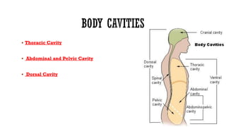 Intro to anatomy (1).pdf