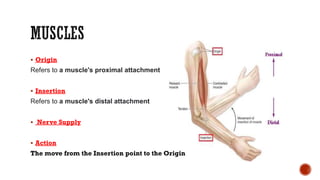 Intro to anatomy (1).pdf