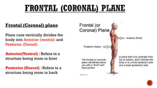 Intro to anatomy (1).pdf
