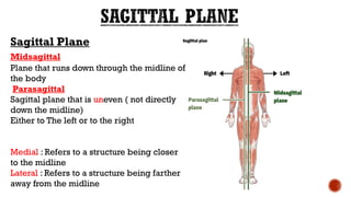 Intro to anatomy (1).pdf