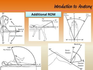 Intro to anatomy | PPTX