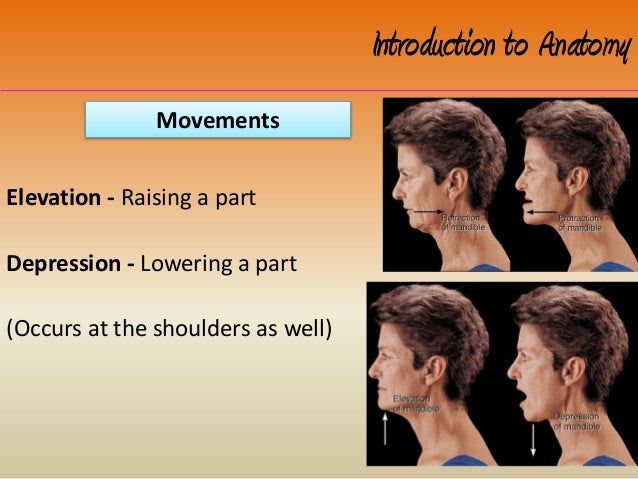 Elevation Anatomy Definition