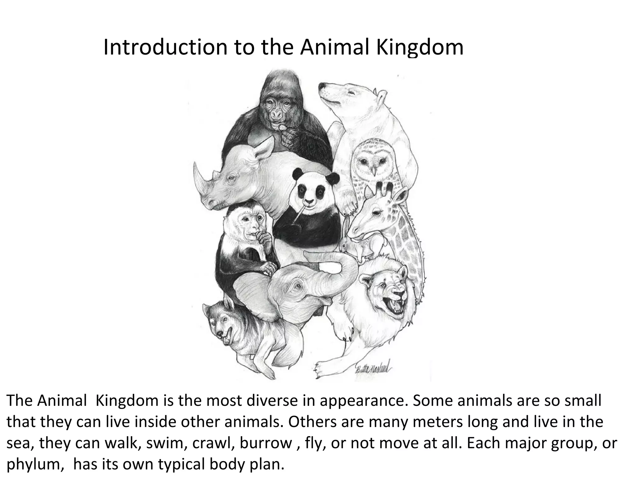 Intro To Animals | PPT