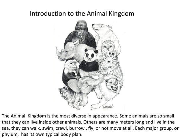Intro To Animals | PPT