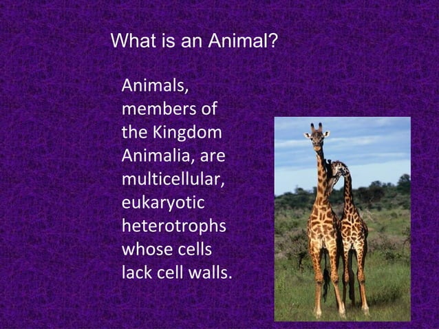 Intro To Animals | PPT