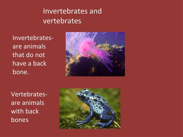 Intro To Animals | PPT