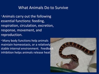Intro To Animals | PPT