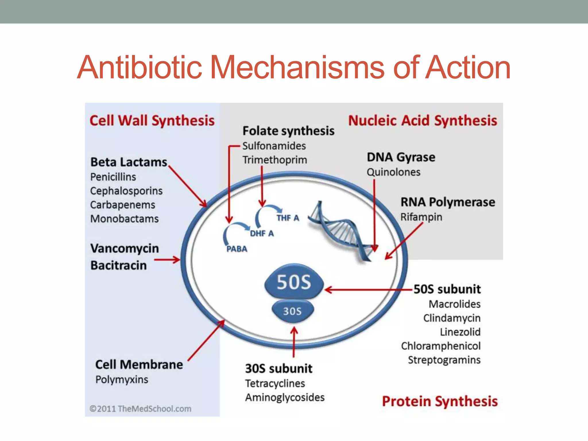 Introduction to antibiotics // basic principles | PPTX
