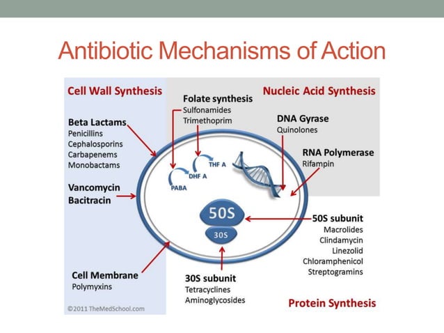 Introduction to antibiotics // basic principles | PPTX
