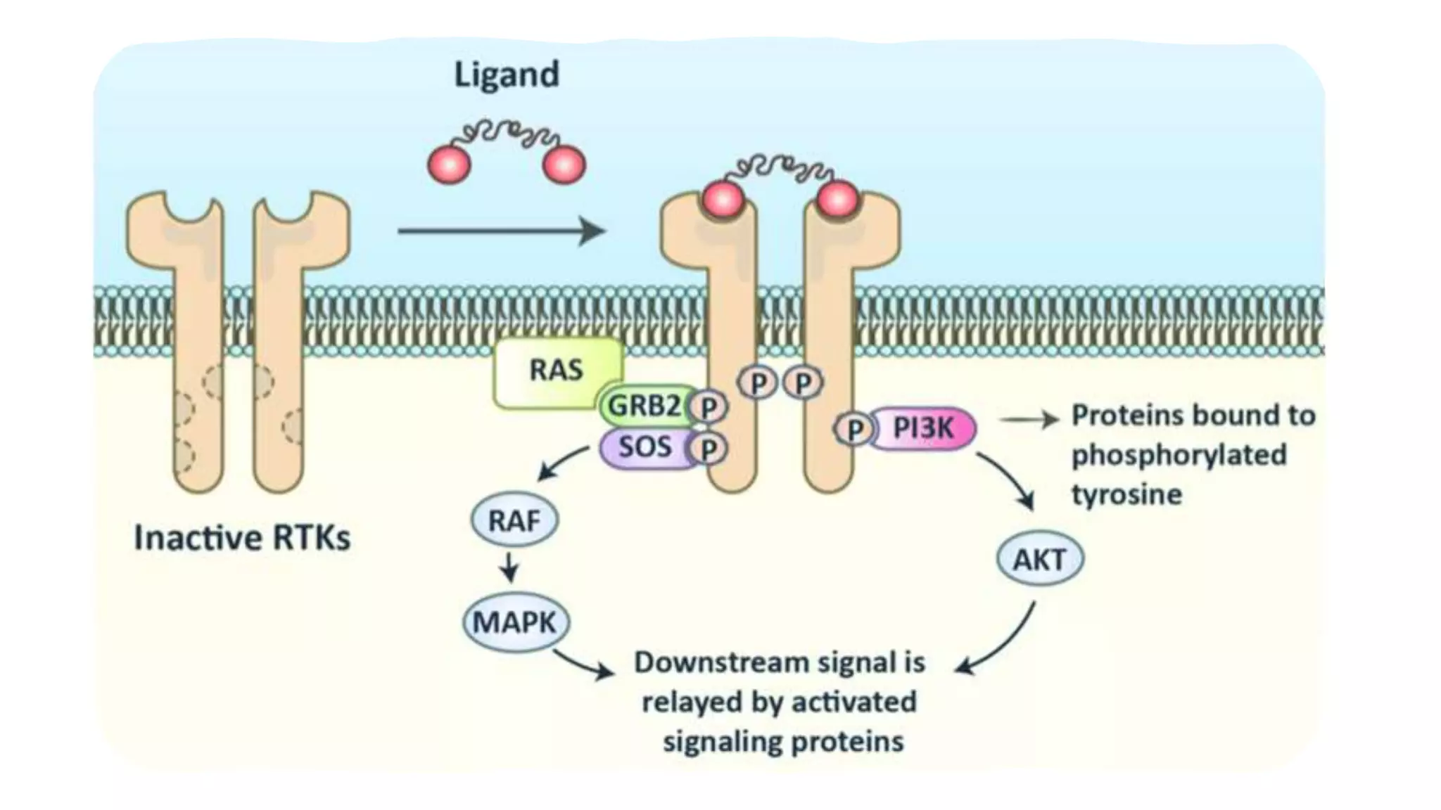 Intro to Biochem Class1.pptx