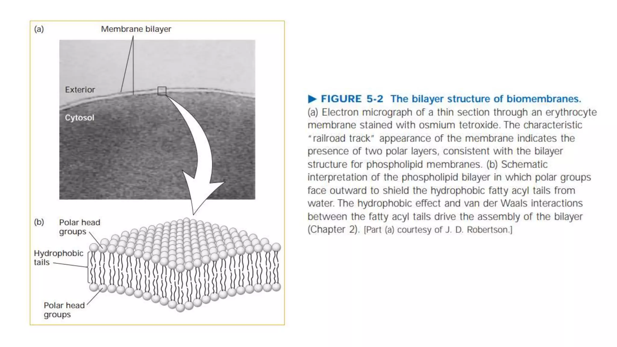 Intro to Biochem Class1.pptx