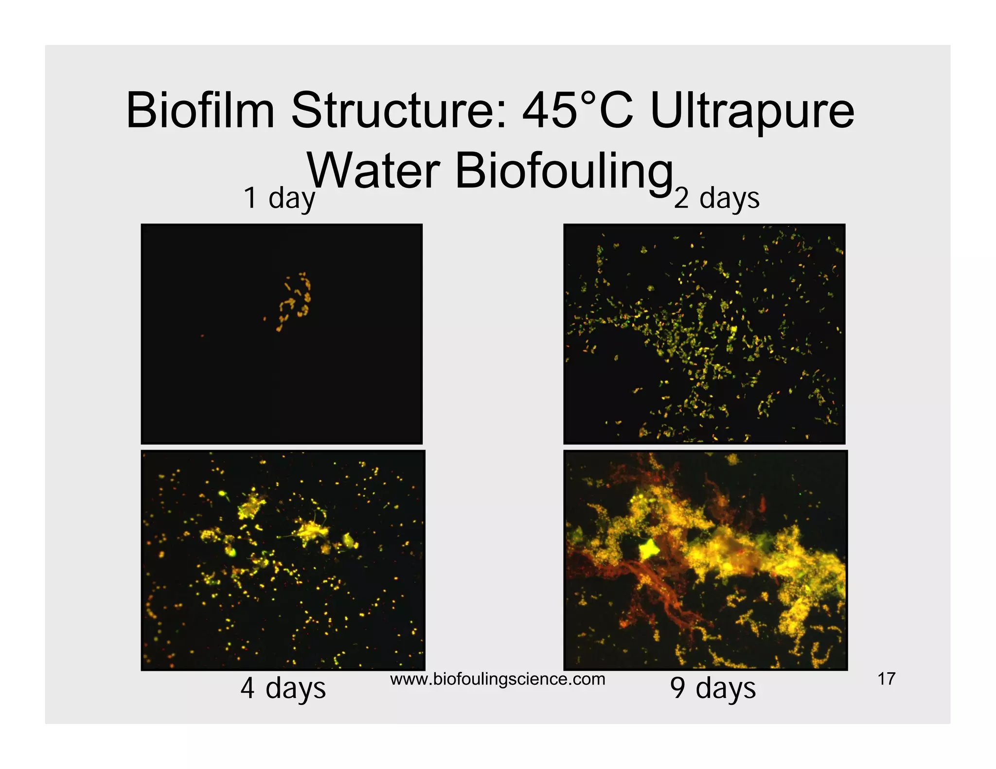 Intro To Biofilms | PDF
