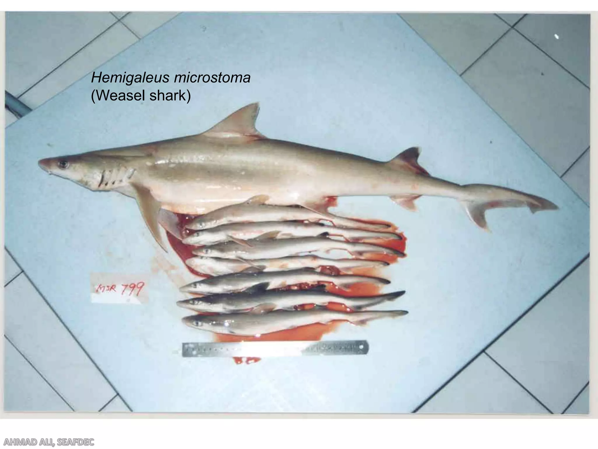 Introduction to biology of sharks and ray | PPTX