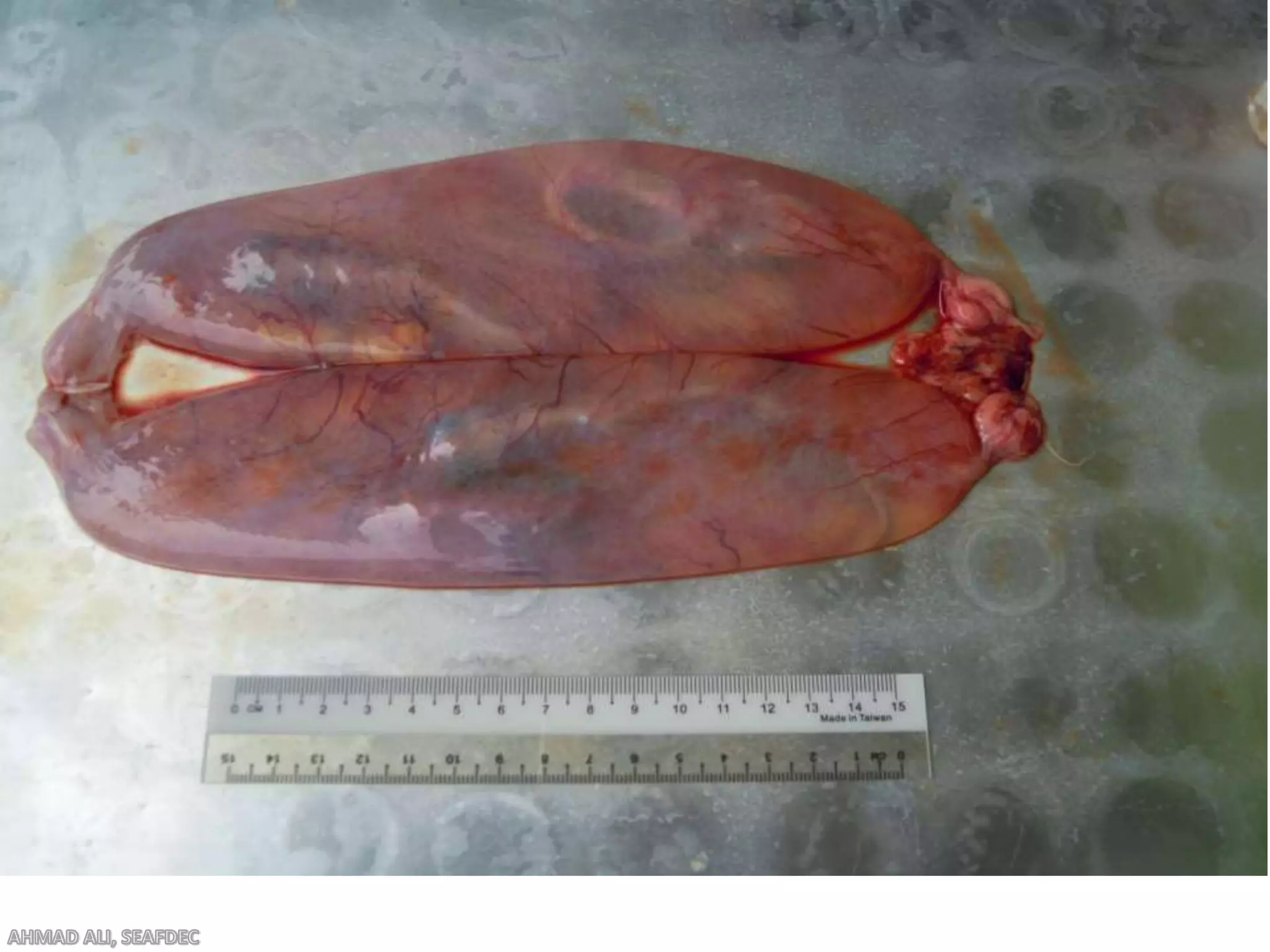 Introduction to biology of sharks and ray | PPTX