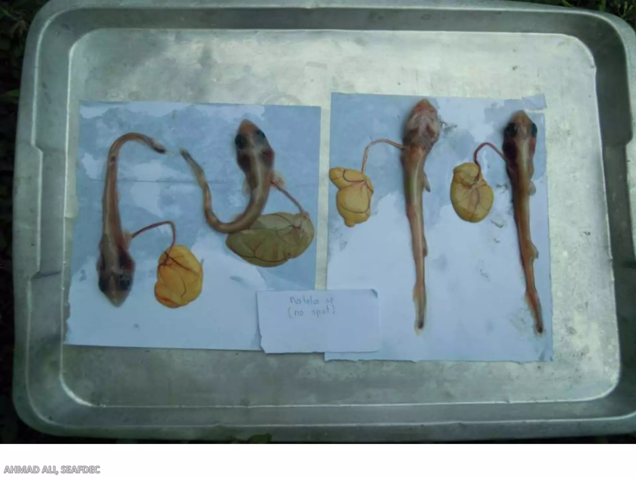 Introduction to biology of sharks and ray | PPTX