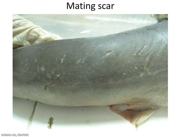 Introduction to biology of sharks and ray | PPTX