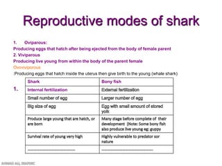 Introduction to biology of sharks and ray | PPTX